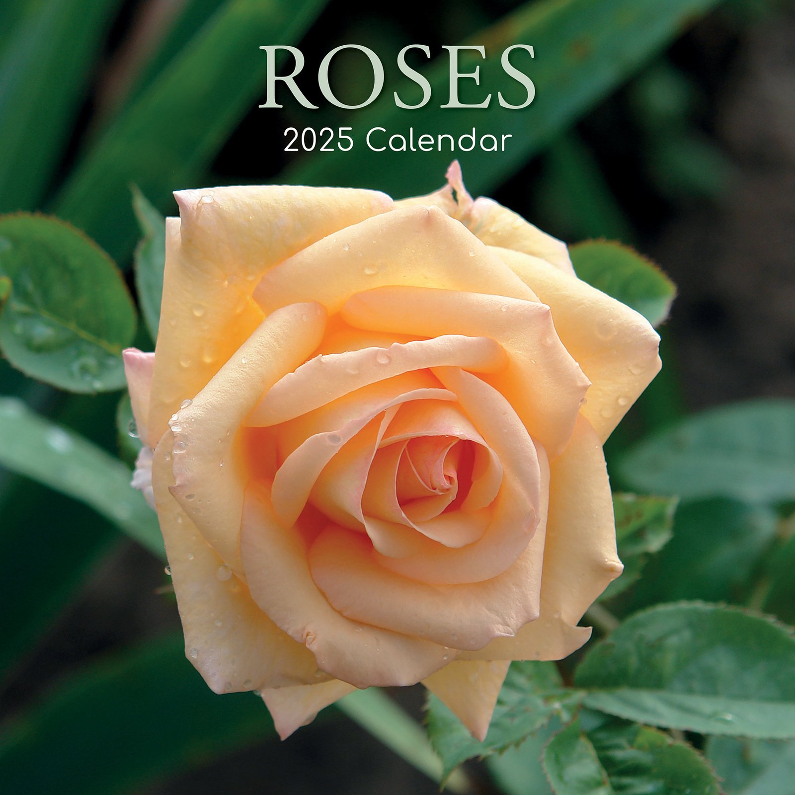 2025 SQUARE CALENDAR ROSES - Gifts & Greeting Cards-Calendars ...