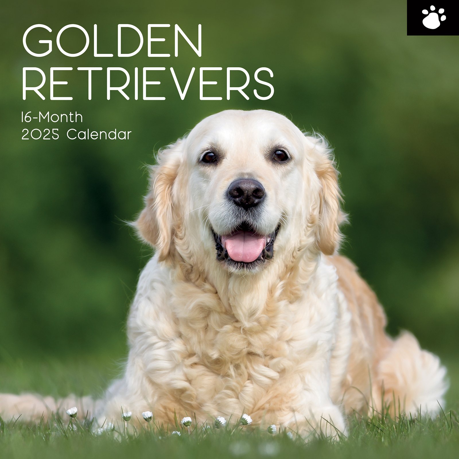 2025 SQUARE CALENDAR GOLDEN RETRIEVERS - Gifts & Greeting Cards ...