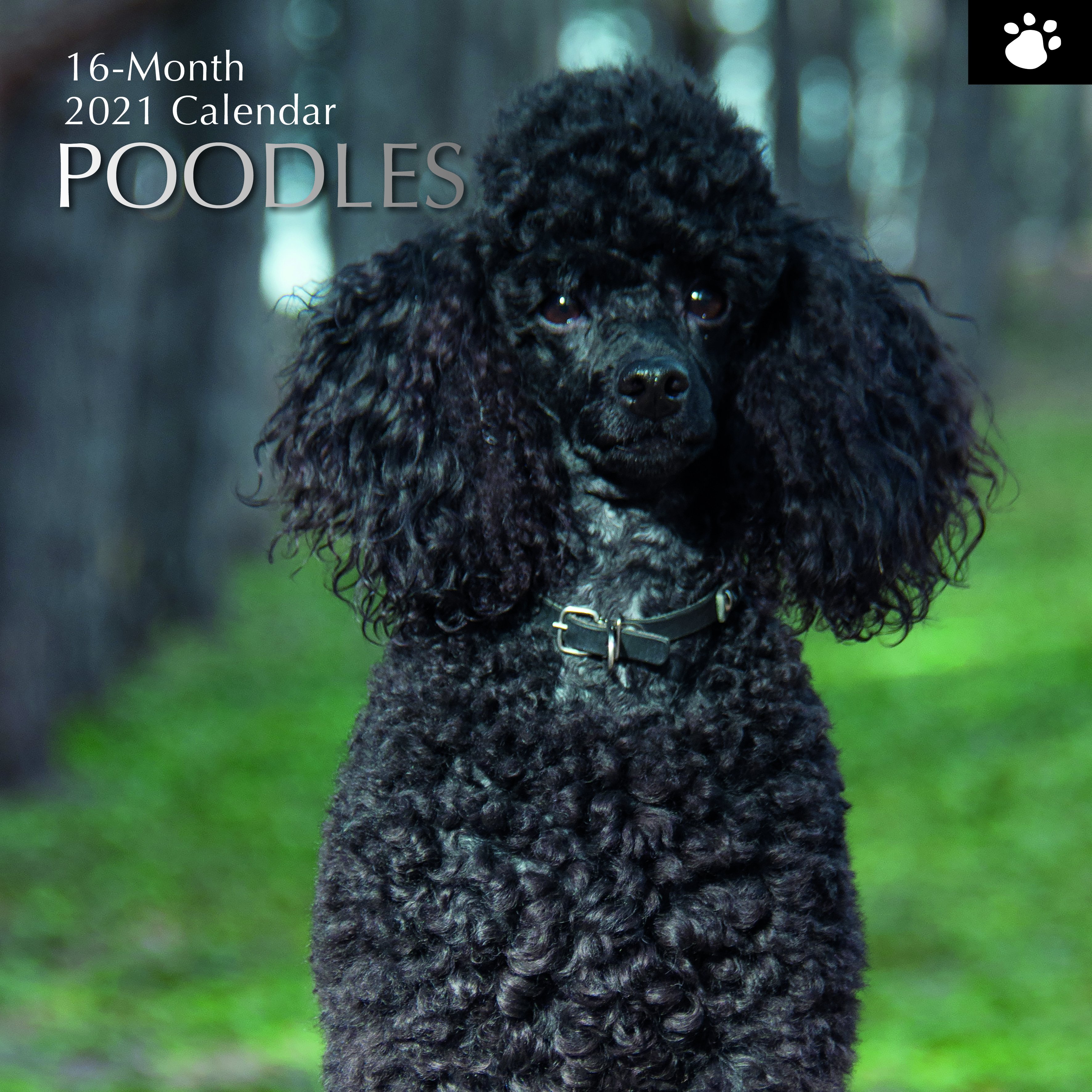 2021 SQUARE CALENDAR POODLES - Gifts & Greeting Cards-Calendars ...