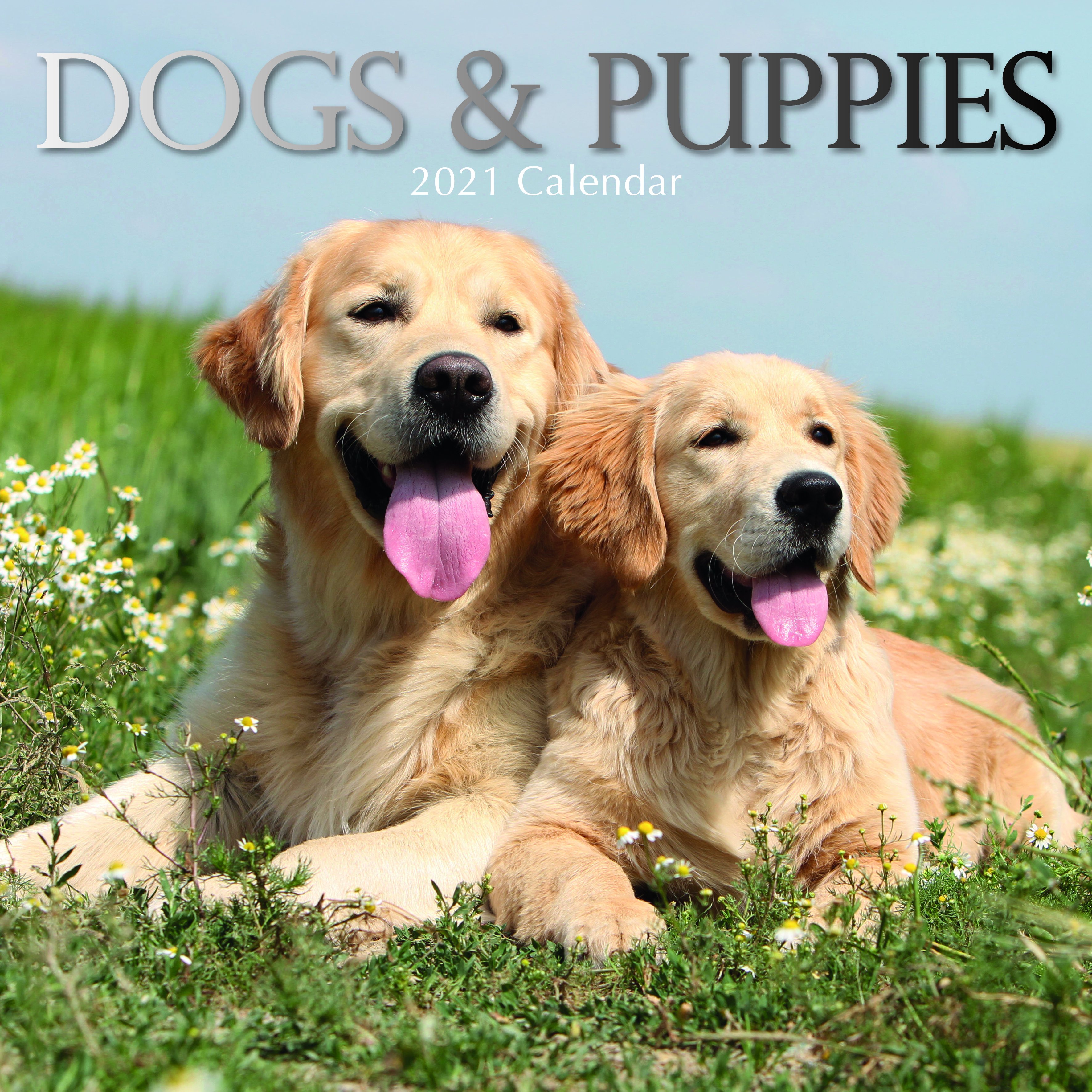 2021 SQUARE CALENDAR DOGS & PUPPIES - Gifts & Greeting Cards-Calendars ...